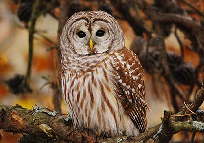 Animal Introduction: Owls | Seattle Area Family Fun Calendar | ParentMap