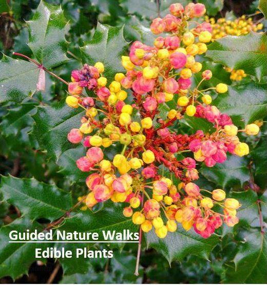 Guided Nature Walk: Edible Plants Walk | Seattle Area Family Fun ...