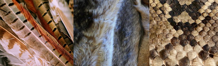 Feathers, Fur & Scales at the Covington Library | Seattle Area Family Fun Calendar | ParentMap