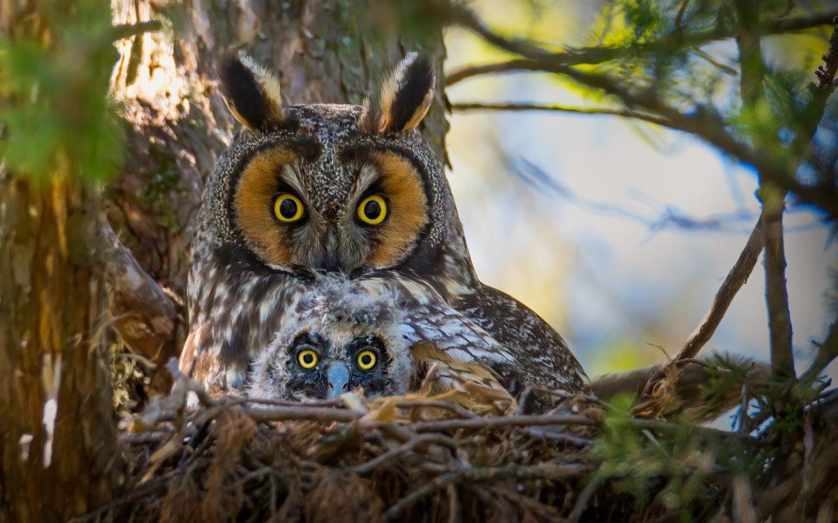 Superb Owls | Seattle Area Family Fun Calendar | ParentMap
