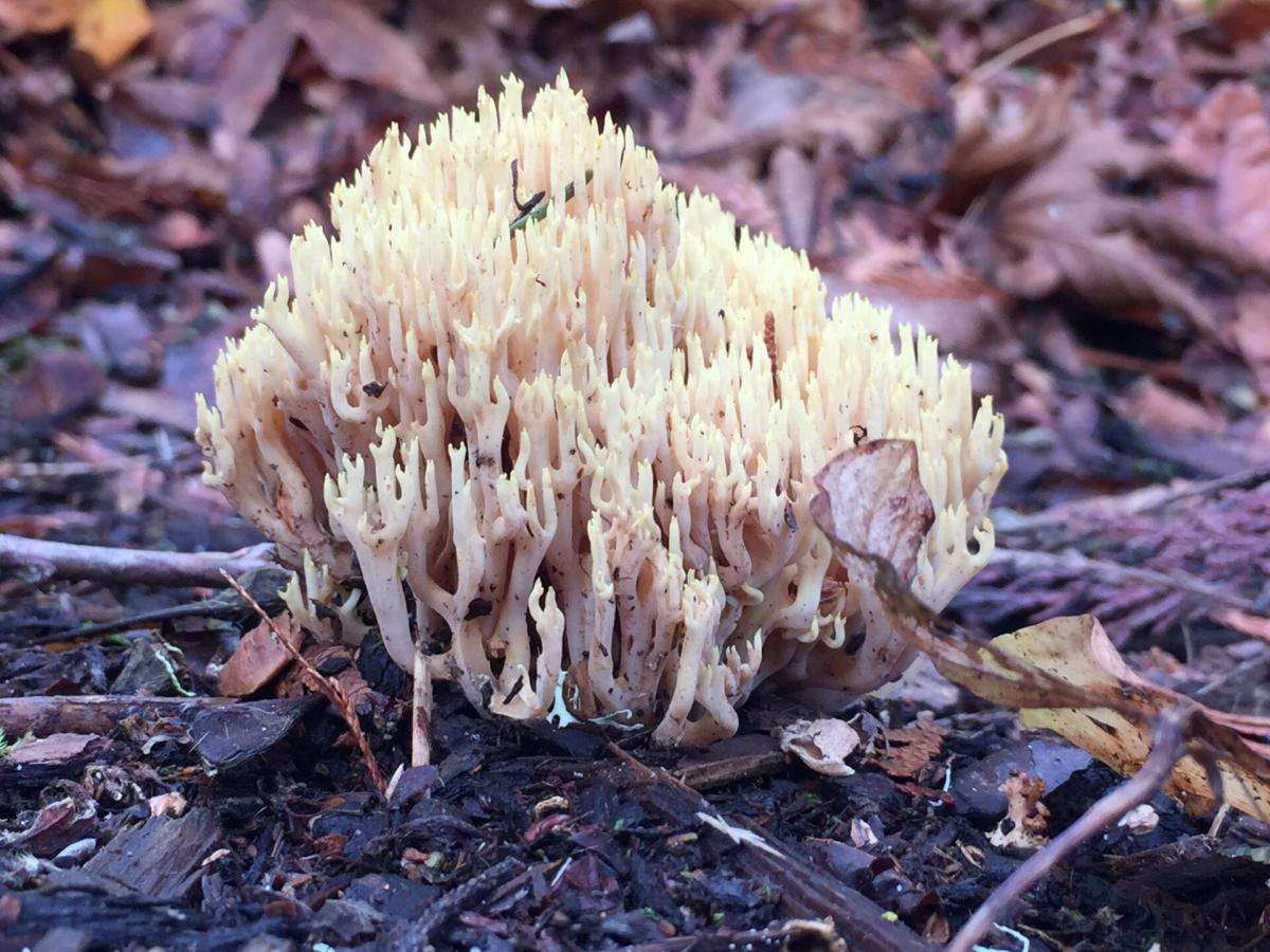 Mushroom Mania: A Fungal Foray | Seattle Area Family Fun Calendar ...