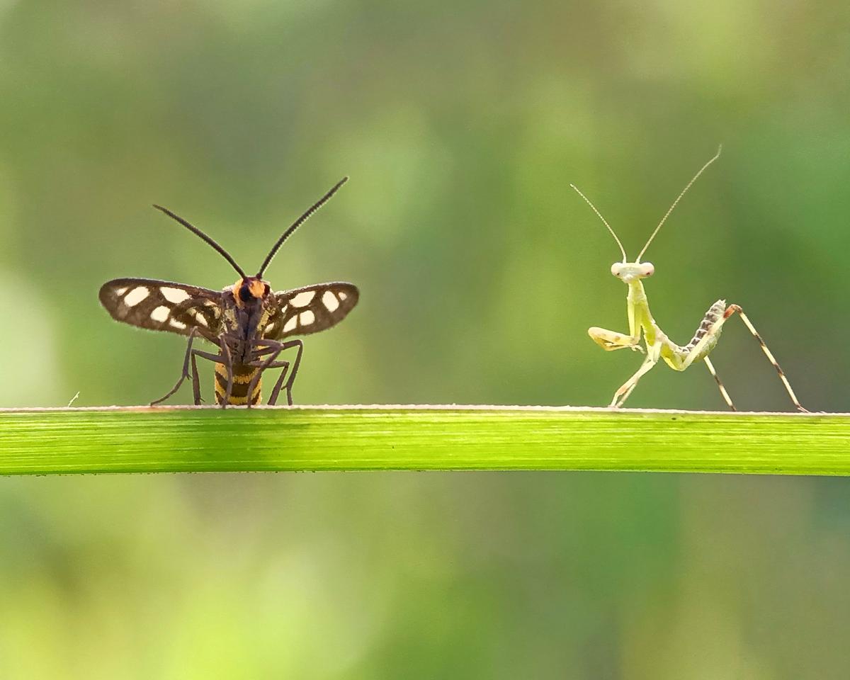 Incredible Insects at the Enumclaw Library | Seattle Area Family Fun ...