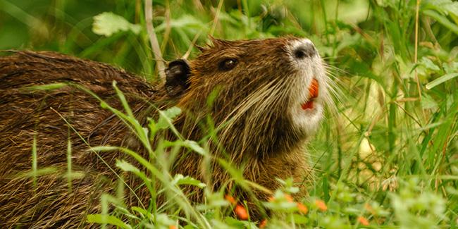 Investigating Invasive Species | Seattle Area Family Fun Calendar ...