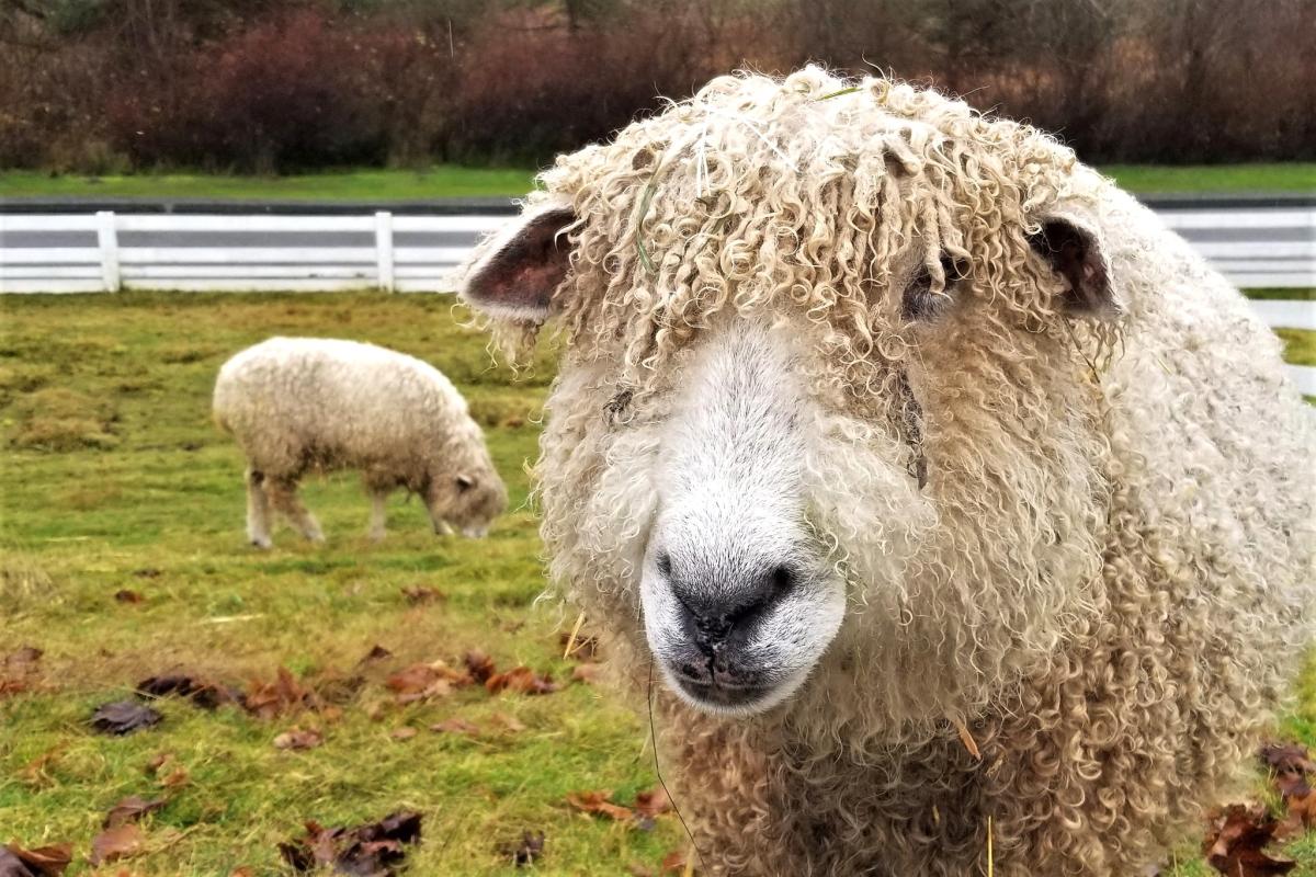 Sheep Shearing at Kelsey Creek Farm | Seattle Area Family Fun Calendar ...
