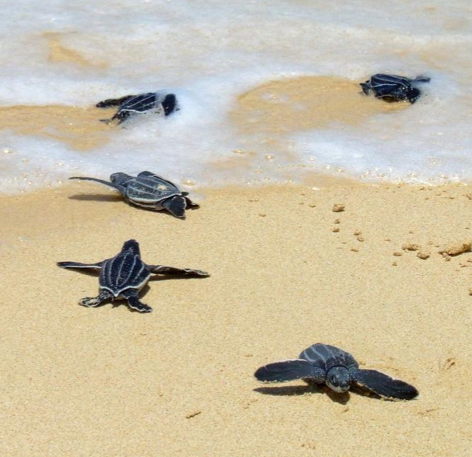 The Washington State Sea Turtle Race | Seattle Area Family Fun Calendar ...