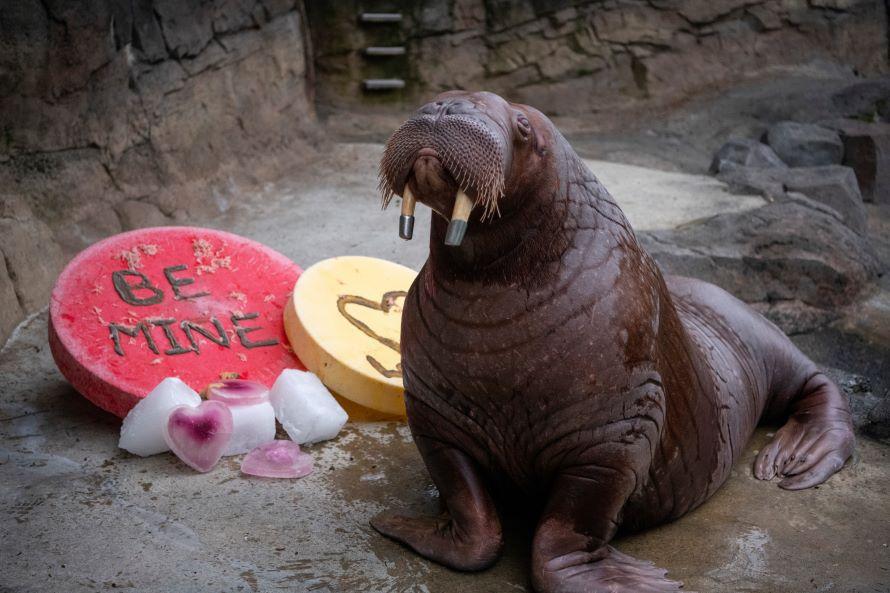 PDZA’s Love at the Zoo | Seattle Area Family Fun Calendar | ParentMap