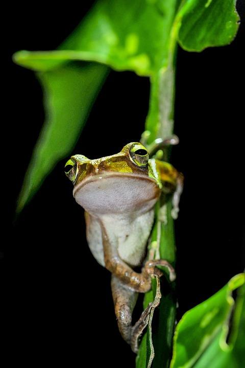 Frog Hop! | Seattle Area Family Fun Calendar | ParentMap