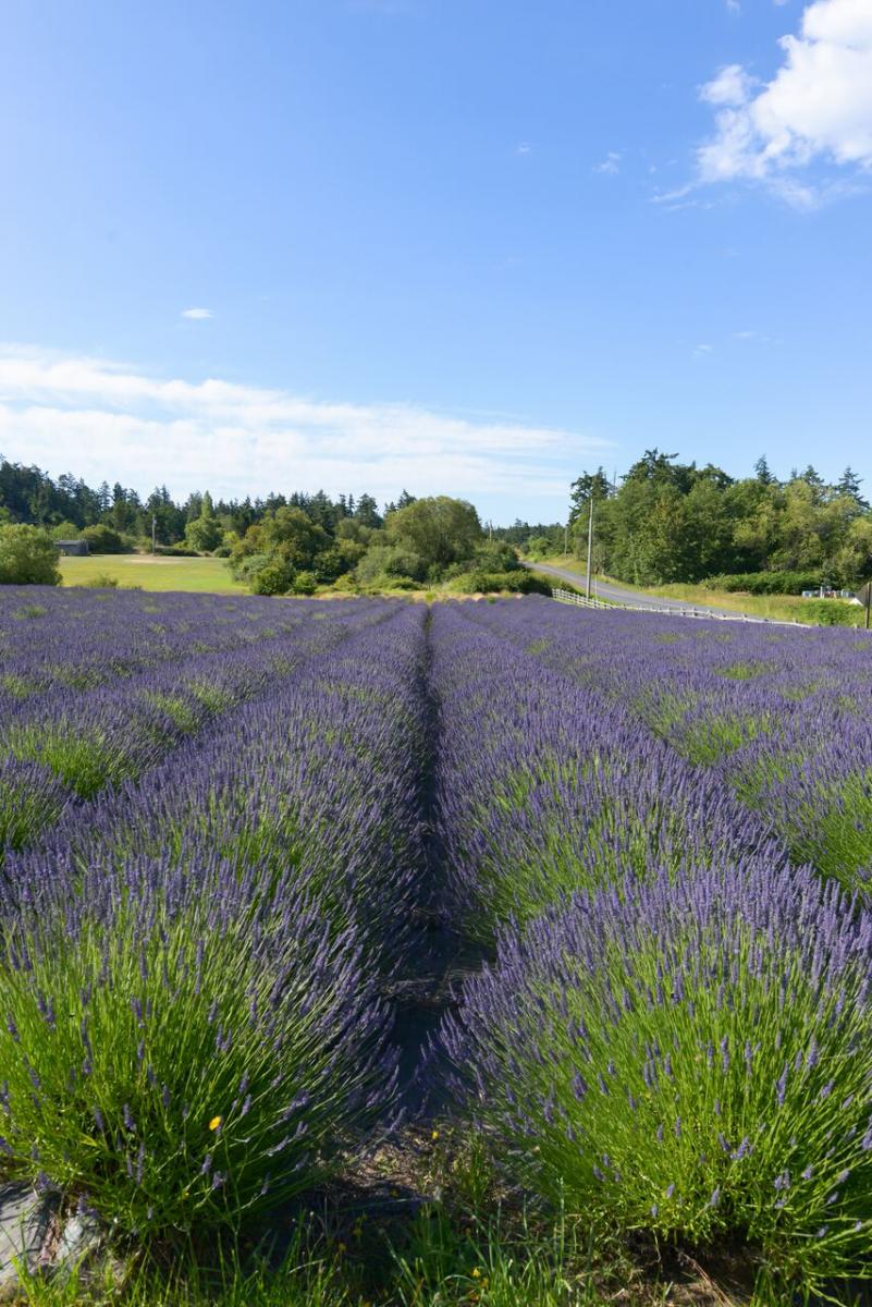 San Juan Island Lavender Festival | Seattle Area Family Fun Calendar ...