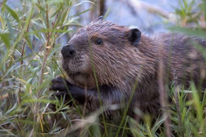 Ranger Program: Beaver Fever | Seattle Area Family Fun Calendar | ParentMap