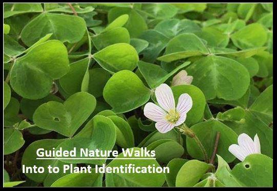 Guided Nature Walk: Intro to Plant Identification | Seattle Area Family ...