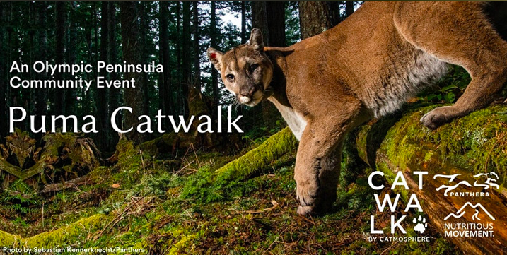 Puma Catwalk in Sequim | Seattle Area Family Fun Calendar | ParentMap