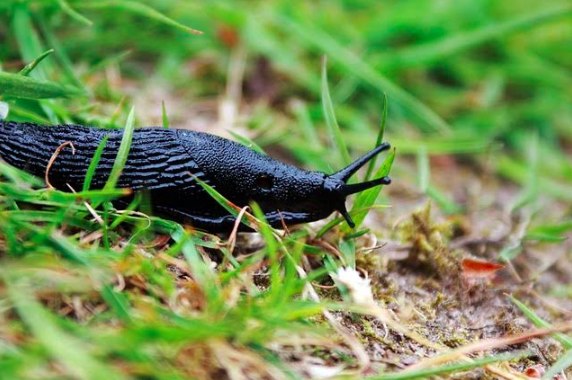 Slug Celebration Walk | Seattle Area Family Fun Calendar | ParentMap