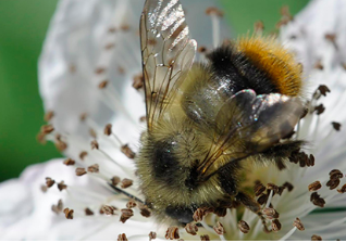 Get to Know Native Bees | Seattle Area Family Fun Calendar | ParentMap