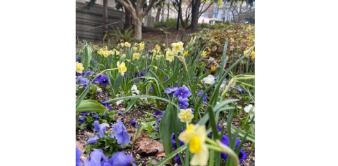 Freeway Park Volunteer Planting Day | Seattle Area Family Fun Calendar ...