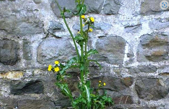 Guided Nature Walk: What is a Weed? | Seattle Area Family Fun Calendar ...
