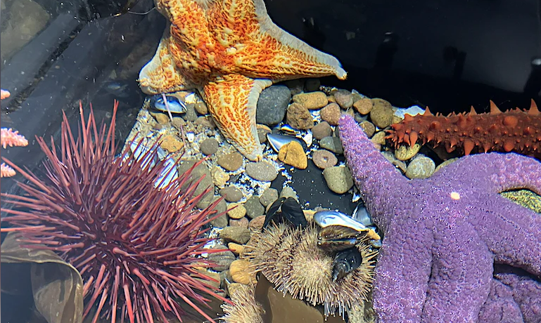 Junior Ecologists: Those spiky echinoderms | Seattle Area Family Fun ...