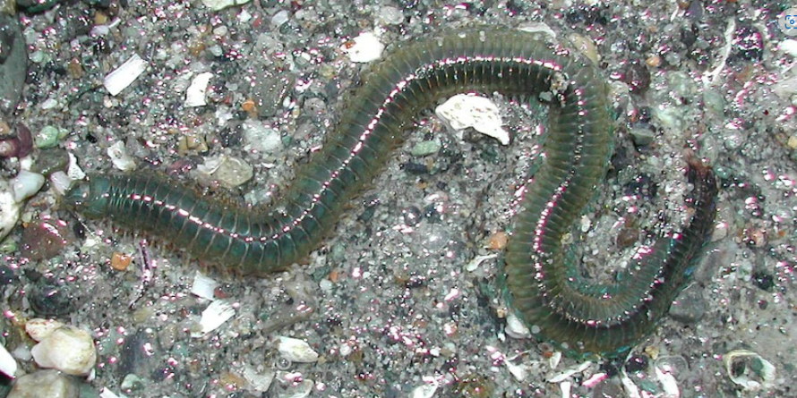 Mini Explorers: Wonderful Worms | Seattle Area Family Fun Calendar ...