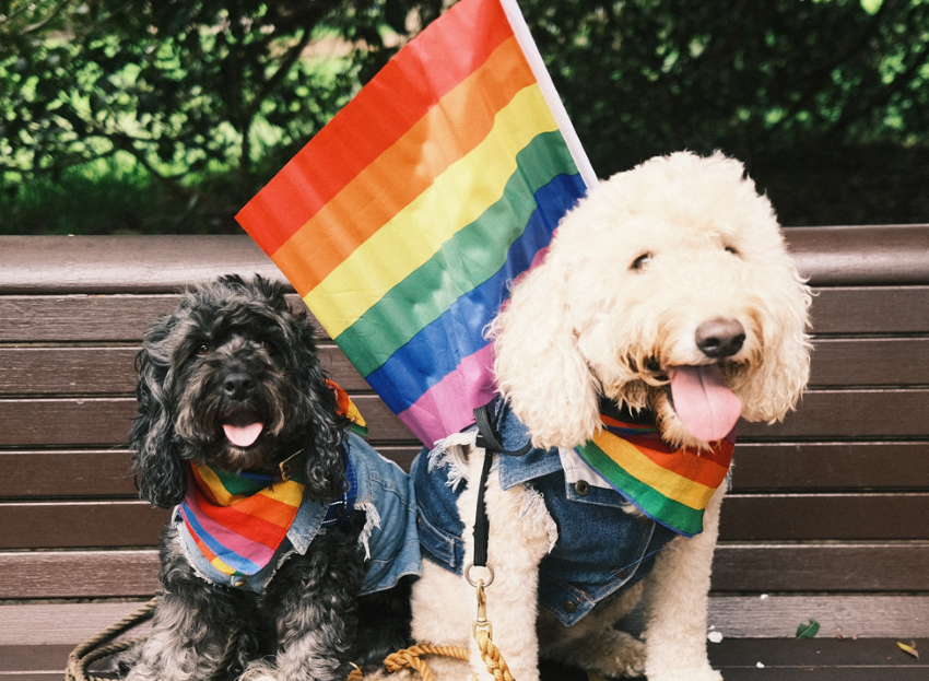 Paws & Pride Dog Walk | Seattle Area Family Fun Calendar | ParentMap