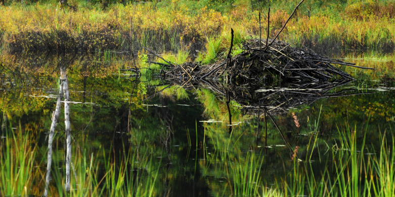 Beaver Night | Seattle Area Family Fun Calendar | ParentMap