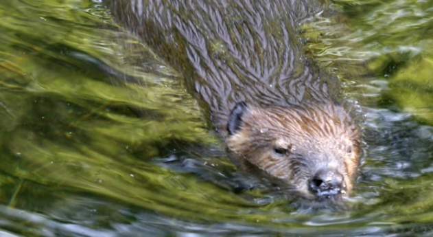 Nighttime Beaver Hike and Owl Prowl | Seattle Area Family Fun Calendar ...