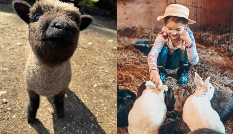 Immersive Animal Experience Farm Tour | Seattle Area Family Fun ...