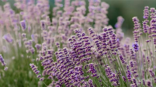 Summer Solstice Celebration in the Lavender Fields | Seattle Area ...