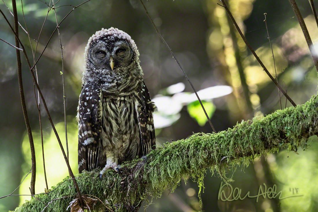 Owl Prowl! | Seattle Area Family Fun Calendar | ParentMap