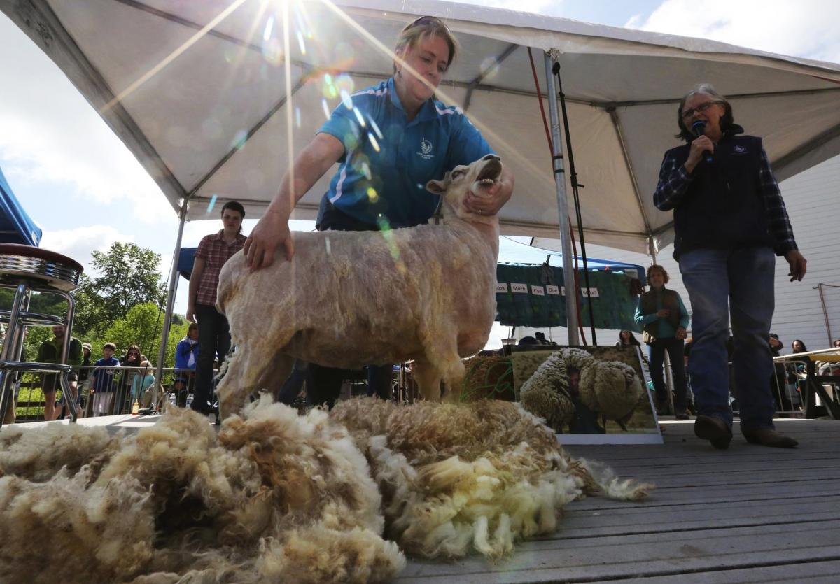 Sheep Shearing at Kelsey Creek Farm | Seattle Area Family Fun Calendar ...