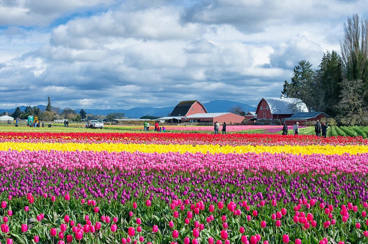tulip fields seattle
