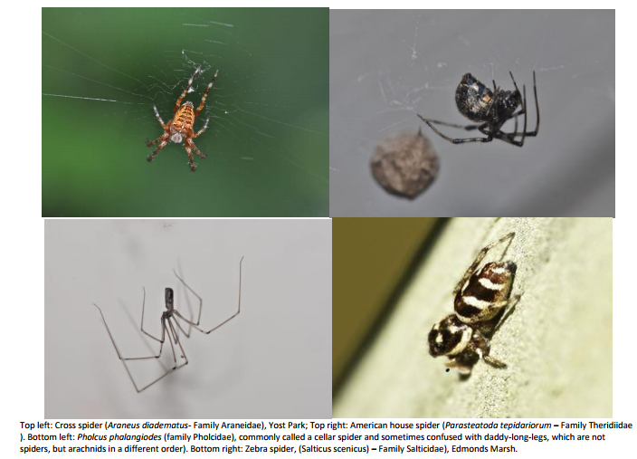 Spiders in the Northwest | Seattle Area Family Fun Calendar | ParentMap