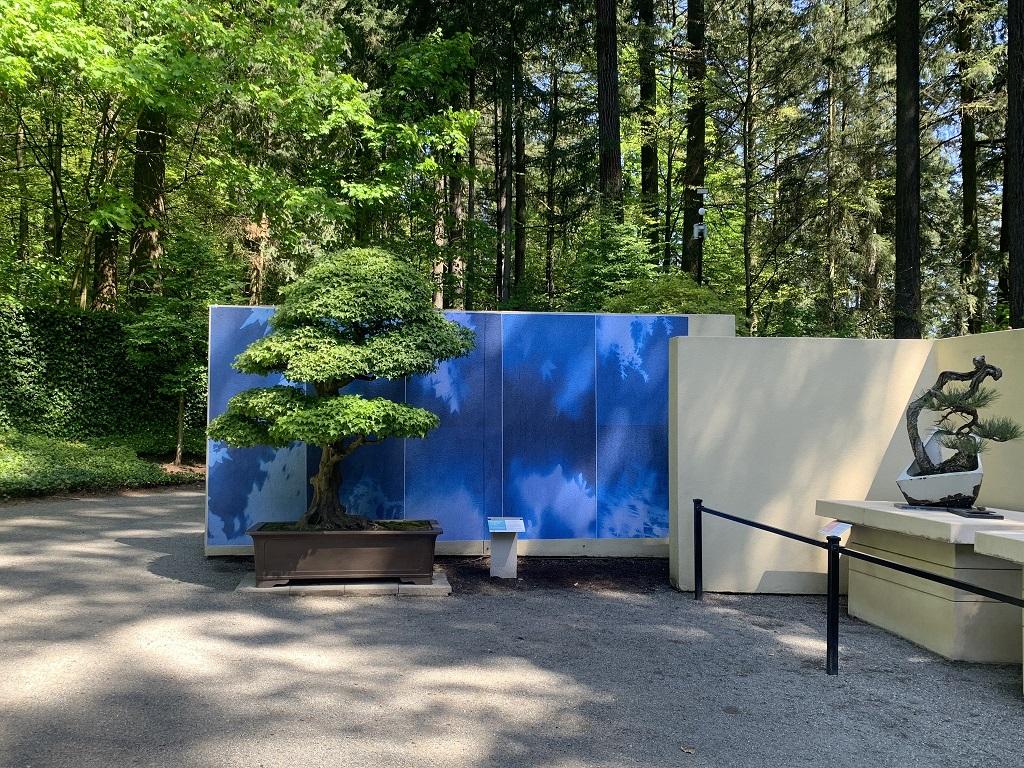 A Summer Bonsai Solstice Open House | Seattle Area Family Fun Calendar ...