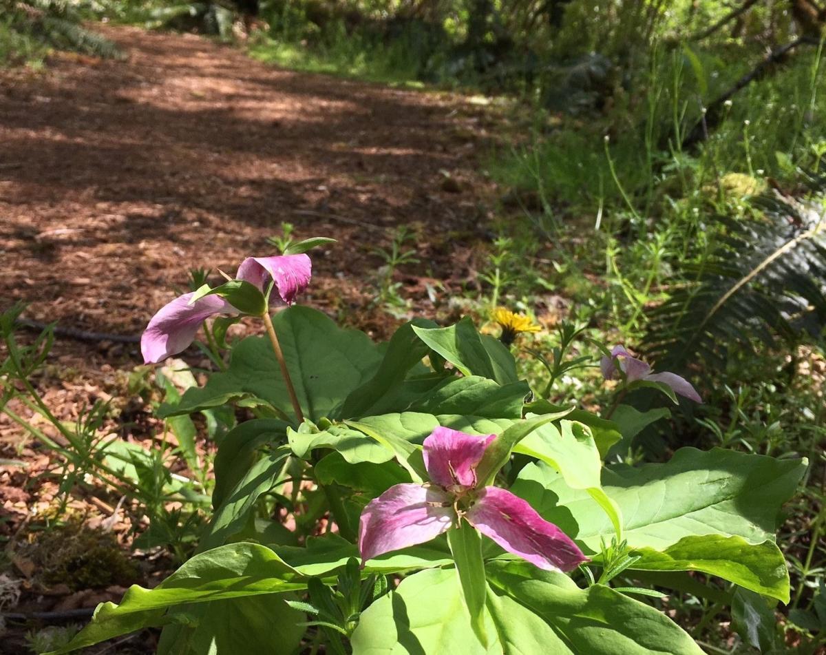 Ranger-led Hike at Lewis Creek Park | Seattle Area Family Fun Calendar ...