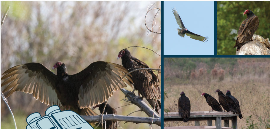 Turkey Vultures | Seattle Area Family Fun Calendar | ParentMap