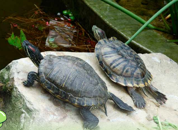Turtle Time: Celebrating World Turtle Day | Seattle Area Family Fun ...