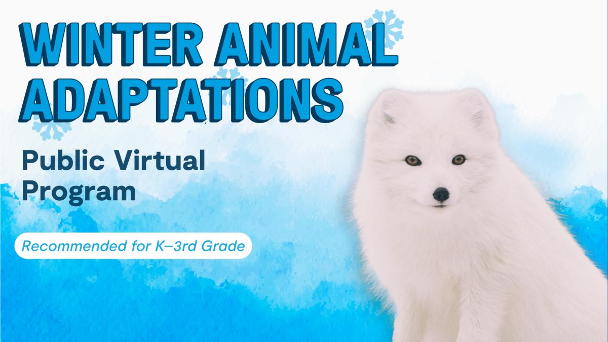 Virtual: Winter Animal Adaptations | Seattle Area Family Fun Calendar ...