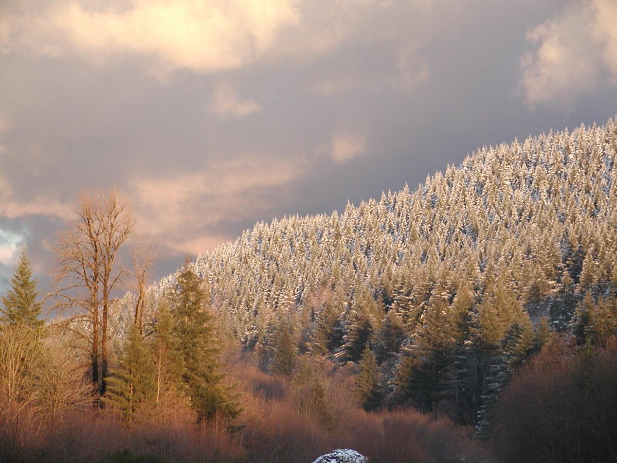 Cedar River Watershed Winter Discover Walk | Seattle Area Family Fun ...