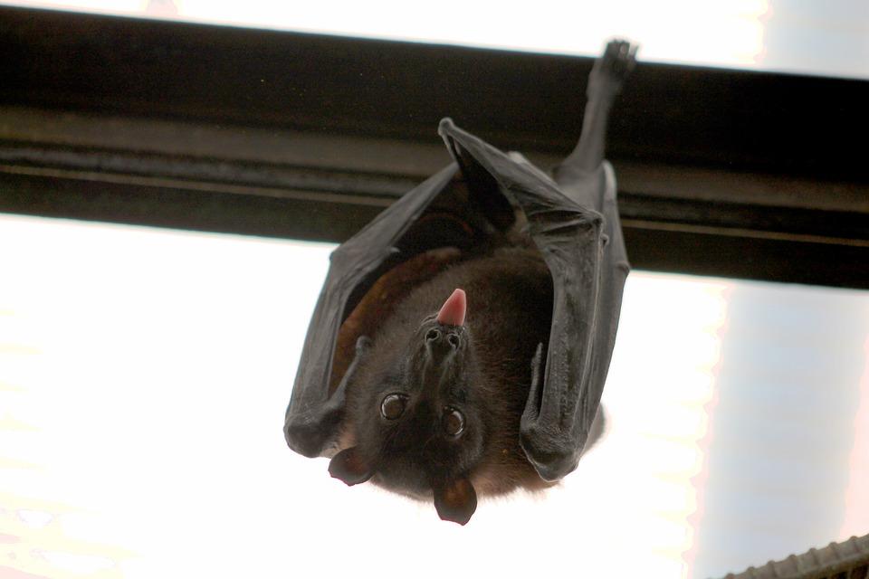 Nature Movie: The Secret World of Bats | Seattle Area Family Fun ...