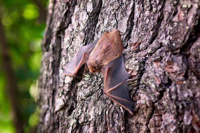 Citizen Science with Bats Northwest at Greenlake | Seattle Area Family ...