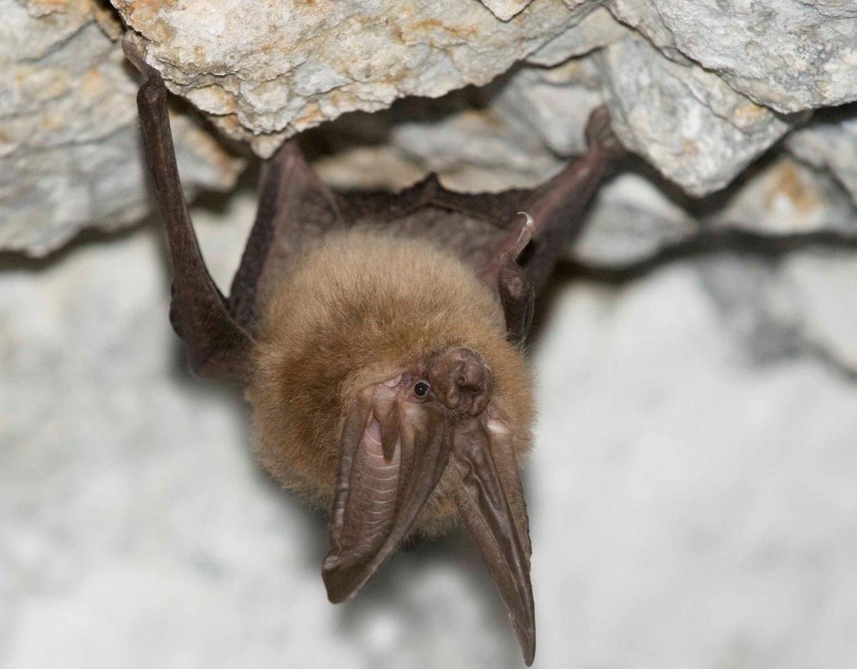 Bats Overhead at the Shoreline Library | Seattle Area Family Fun ...