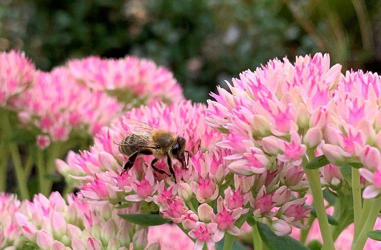 Science Sunday: Secrets of Bees | Seattle Area Family Fun Calendar ...