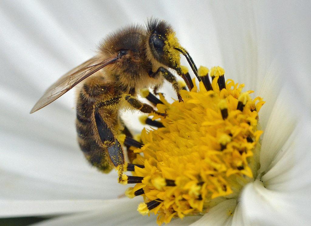 Baby Bees with Gardner Lisa Taylor at the Sammamish Library | Seattle ...