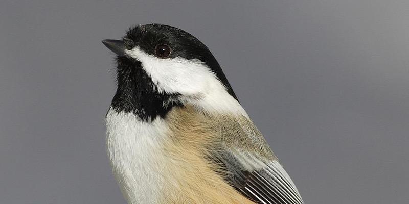 Introduction to Backyard Birding | Seattle Area Family Fun Calendar ...