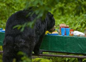 Spring Fling at Northwest Trek | Seattle Area Family Fun Calendar ...