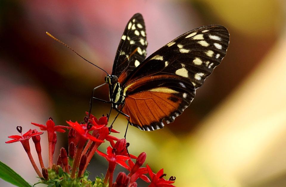 Last Weeks of Molbak’s Butterfly Garden | Seattle Area Family Fun ...