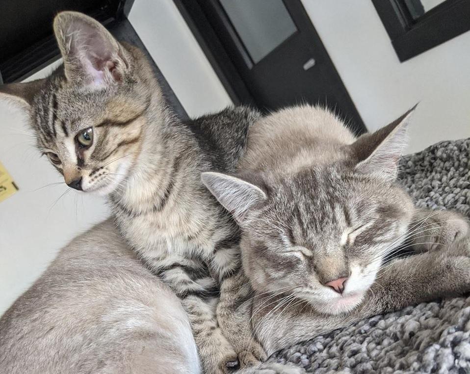 Kids Day at Catffeinated Cat Cafe | Seattle Area Family Fun Calendar ...