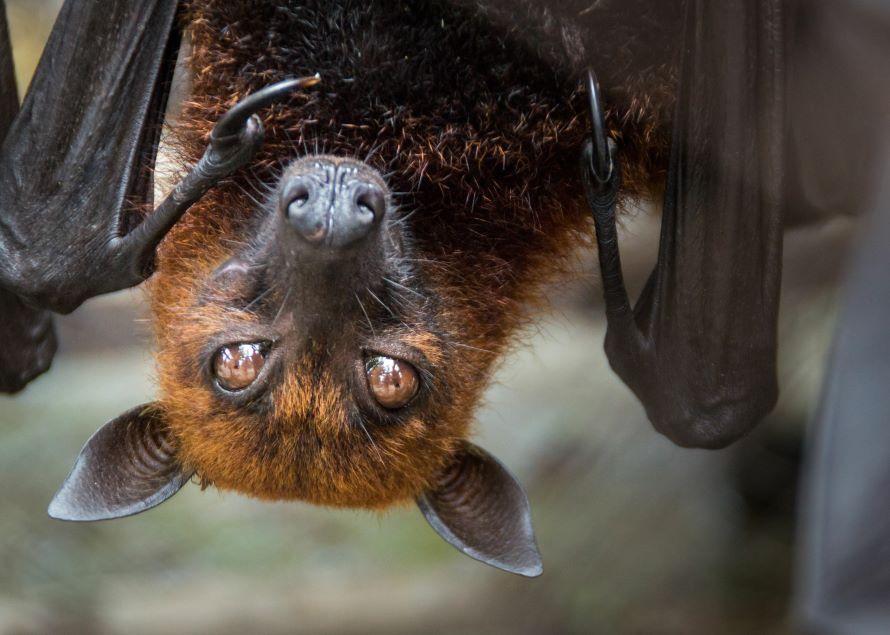 Go Batty for Bats at the Burien Library | Seattle Area Family Fun Calendar | ParentMap
