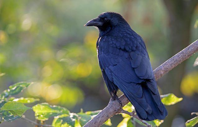 Let's Learn about Crows at the Lake Forest Library | Seattle Area ...