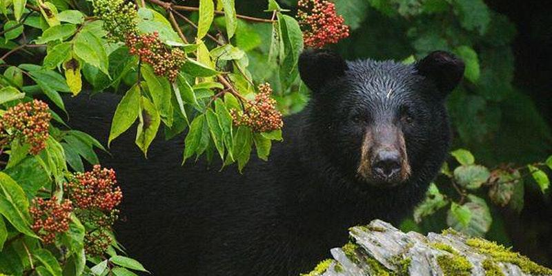 Bear With Me Festival | Seattle Area Family Fun Calendar | ParentMap