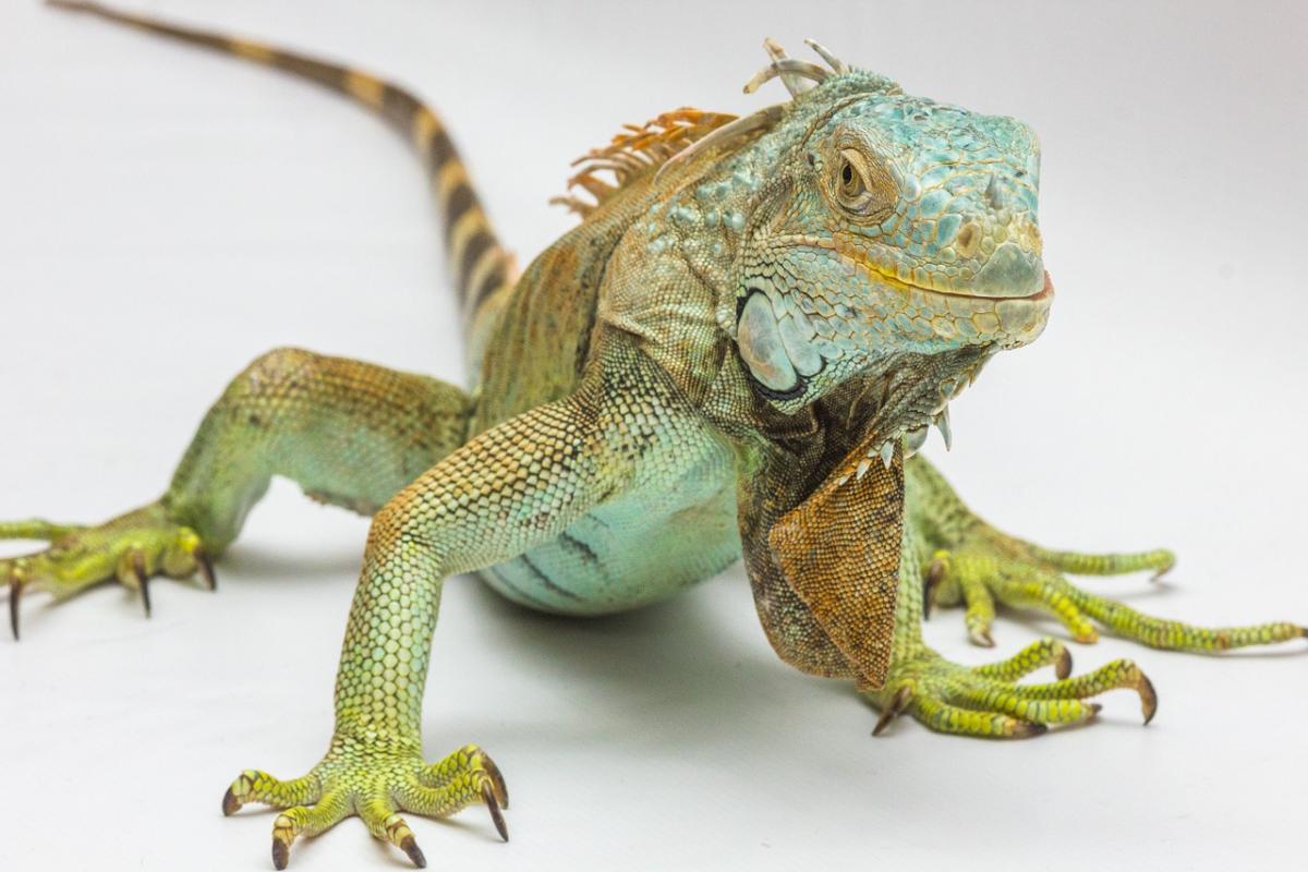 The Reptile Man | Seattle Area Family Fun Calendar | ParentMap