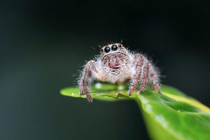Super Spiders at the Newport Way Library | Seattle Area Family Fun ...